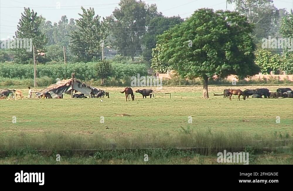 Punjab farm india Stock Videos & Footage - HD and 4K Video Clips - Alamy