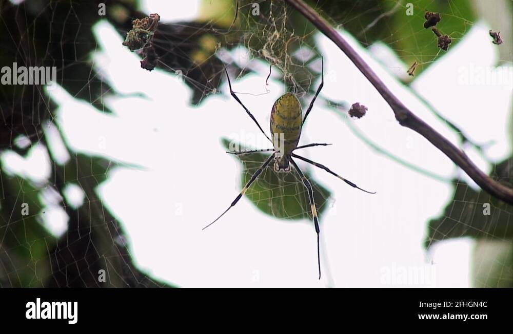 Spider web top Stock Videos & Footage - HD and 4K Video Clips - Alamy