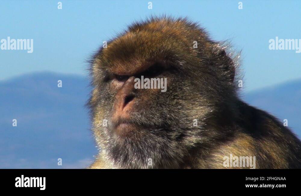 Monkeys face Stock Videos & Footage - HD and 4K Video Clips - Alamy