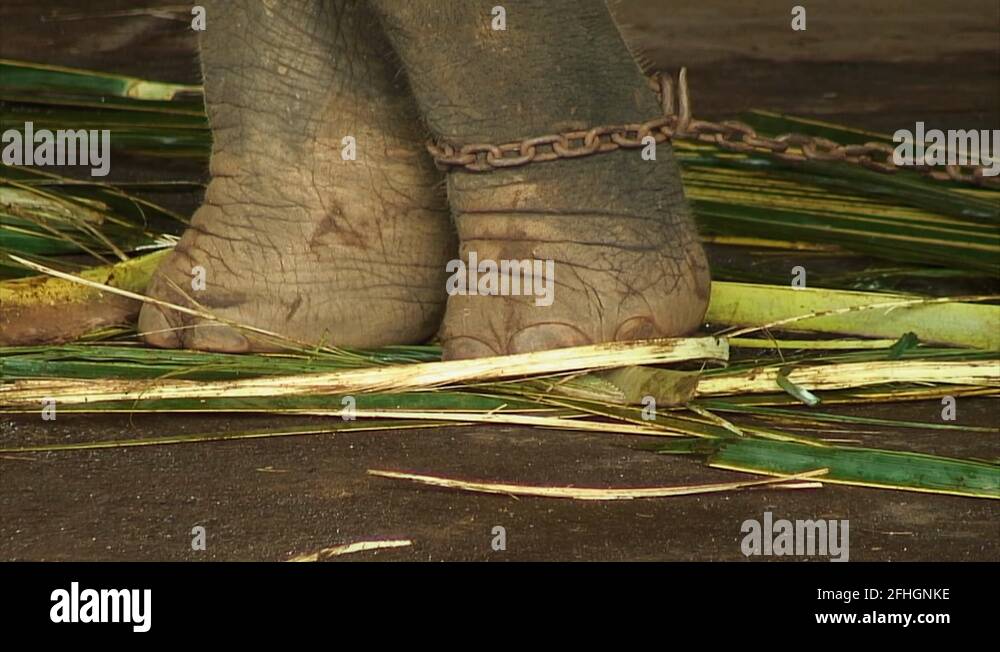 An Elephant's Feet Chained, Pinnewala Sri Lanka Stock Video Footage - Alamy