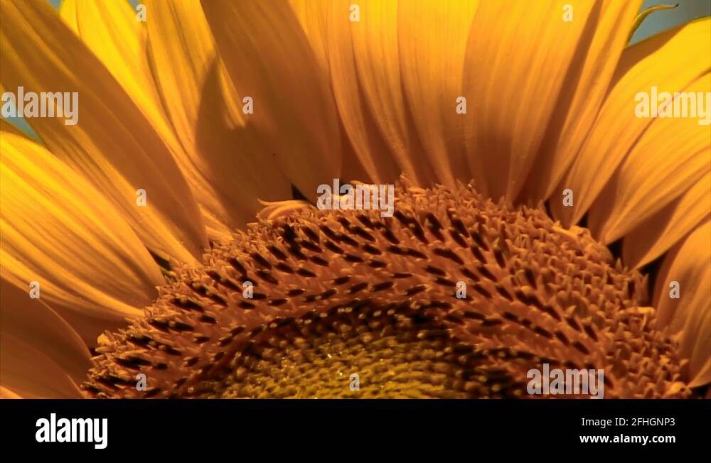 Italian sunflower Stock Videos & Footage - HD and 4K Video Clips - Alamy