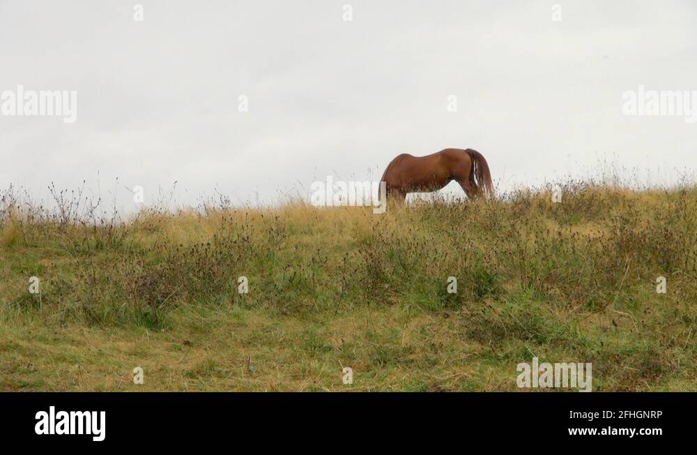 Relaxed horse Stock Videos & Footage - HD and 4K Video Clips - Alamy