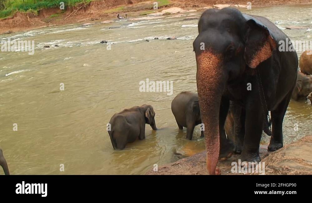 Elephant markings Stock Videos & Footage - HD and 4K Video Clips - Alamy