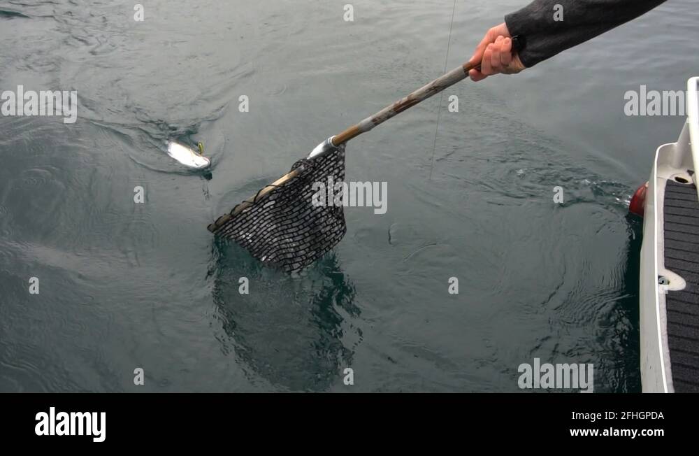 Netting a Stock Videos & Footage - HD and 4K Video Clips - Alamy