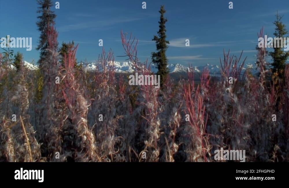 Interesting Red Plants With Lots Of Pollen Stock Video Footage - Alamy