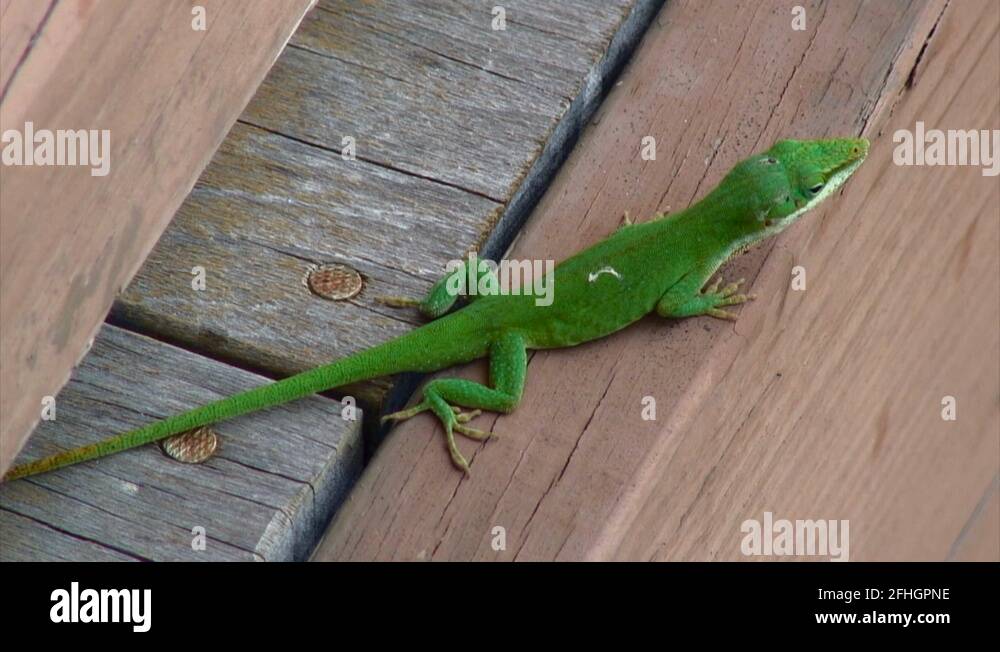 Carolina lizard Stock Videos & Footage - HD and 4K Video Clips - Alamy