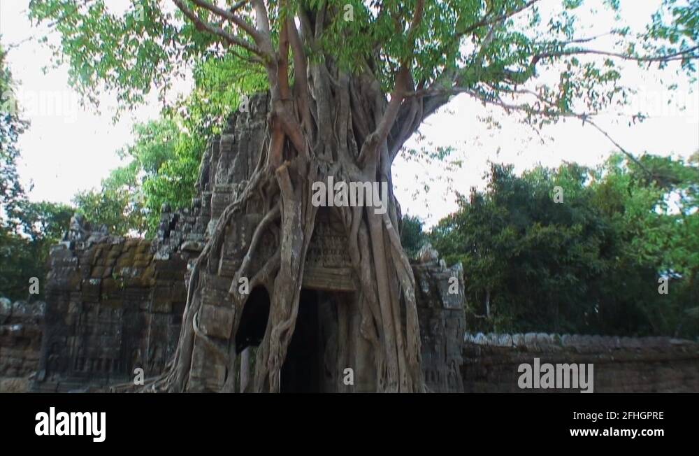 Trees covering a building Stock Videos & Footage - HD and 4K Video ...