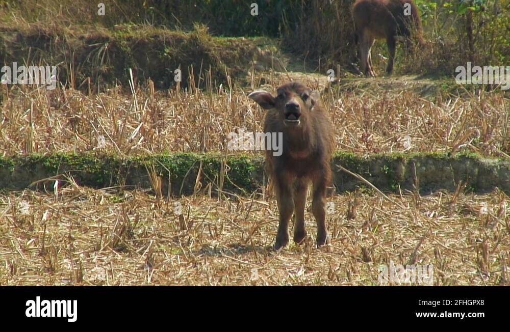 Baying Stock Videos & Footage - HD and 4K Video Clips - Alamy