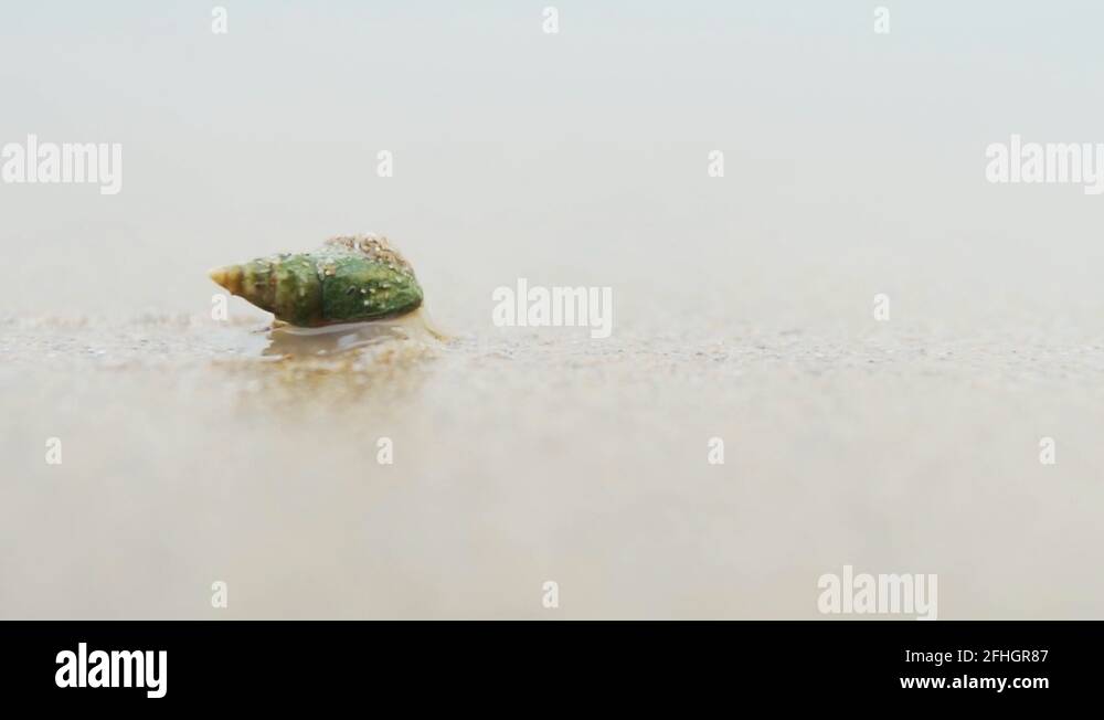 Snail beach Stock Videos & Footage - HD and 4K Video Clips - Alamy