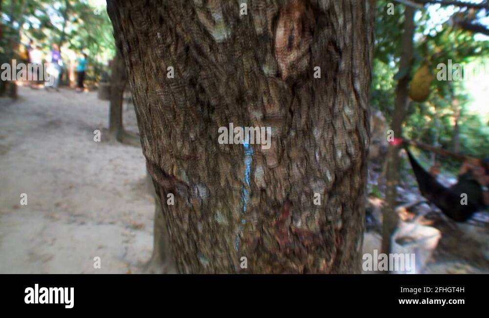 Warning bark Stock Videos & Footage - HD and 4K Video Clips - Alamy