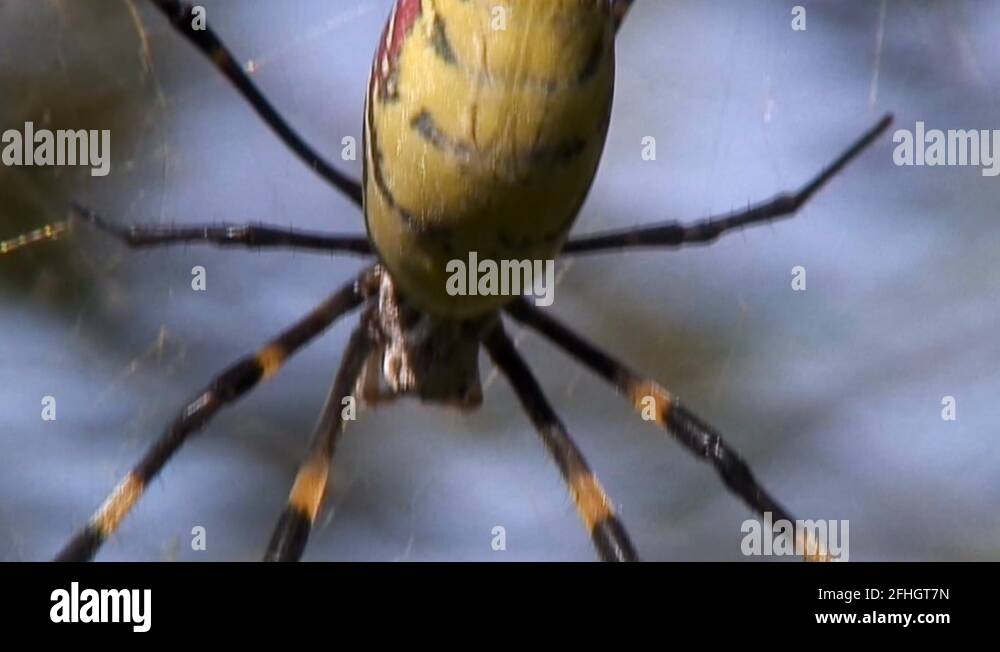 Body of spider Stock Videos & Footage - HD and 4K Video Clips - Alamy