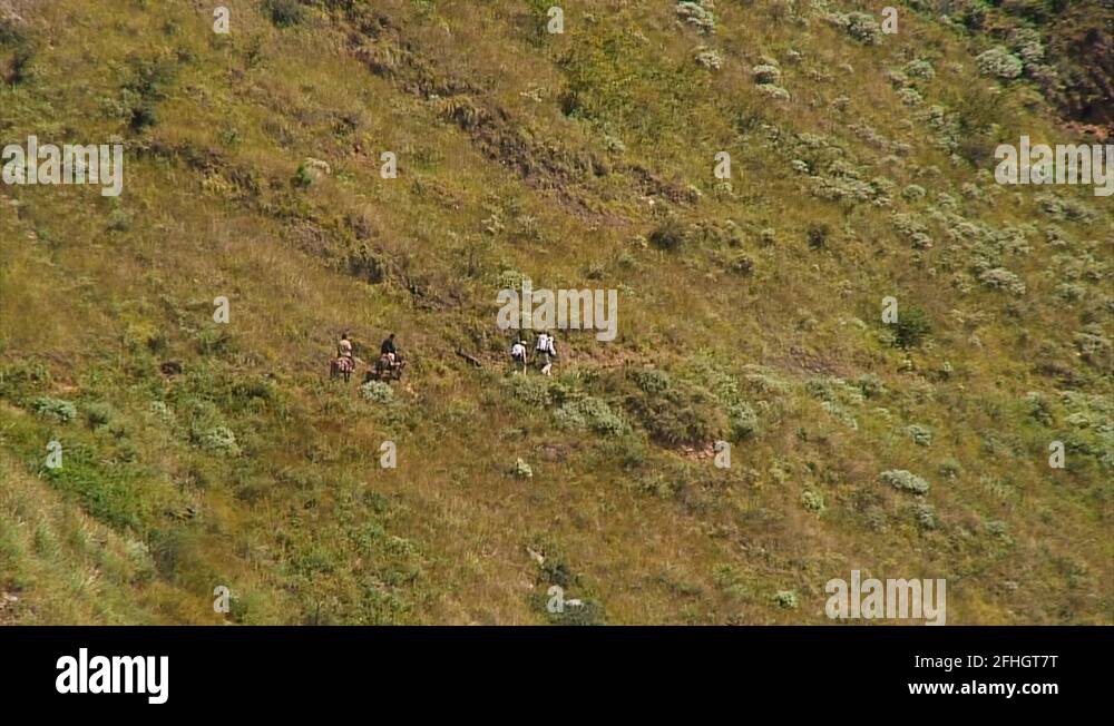 George tiger Stock Videos & Footage - HD and 4K Video Clips - Alamy