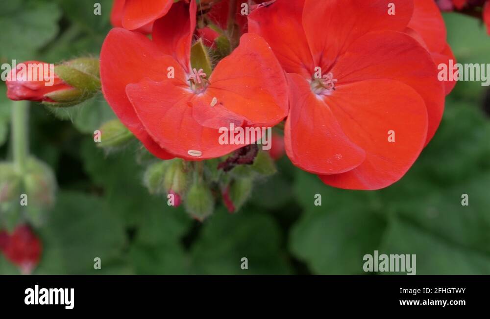 Geranium cultivation Stock Videos & Footage - HD and 4K Video Clips - Alamy