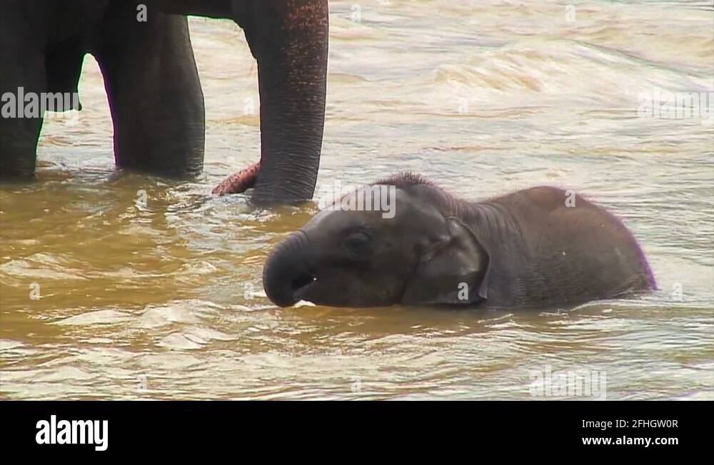 Baby elephant head Stock Videos & Footage - HD and 4K Video Clips - Alamy