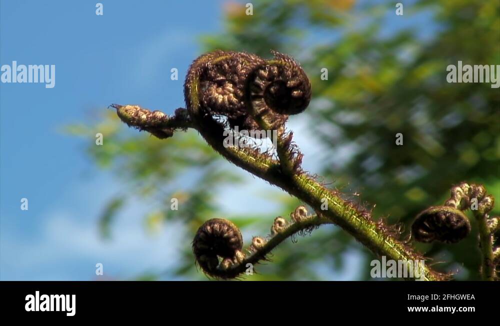 Curled plant Stock Videos & Footage - HD and 4K Video Clips - Alamy