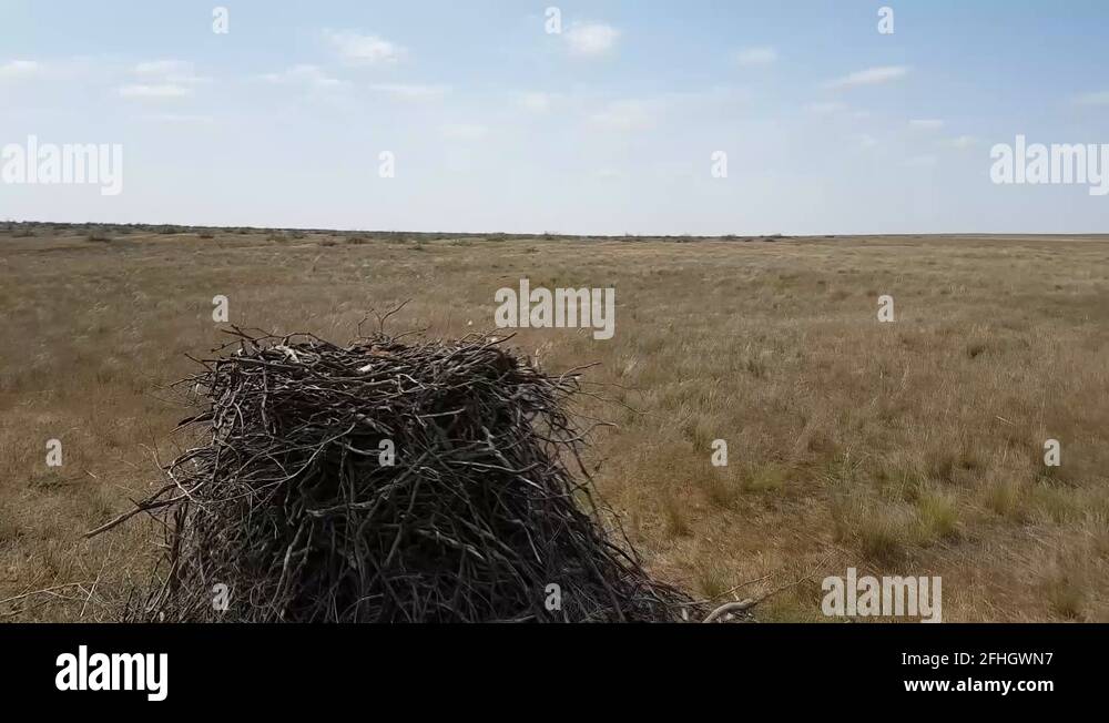 Ground nest with egg Stock Videos & Footage - HD and 4K Video Clips - Alamy