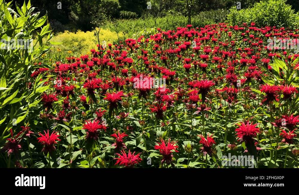 Field of insects Stock Videos & Footage - HD and 4K Video Clips - Alamy
