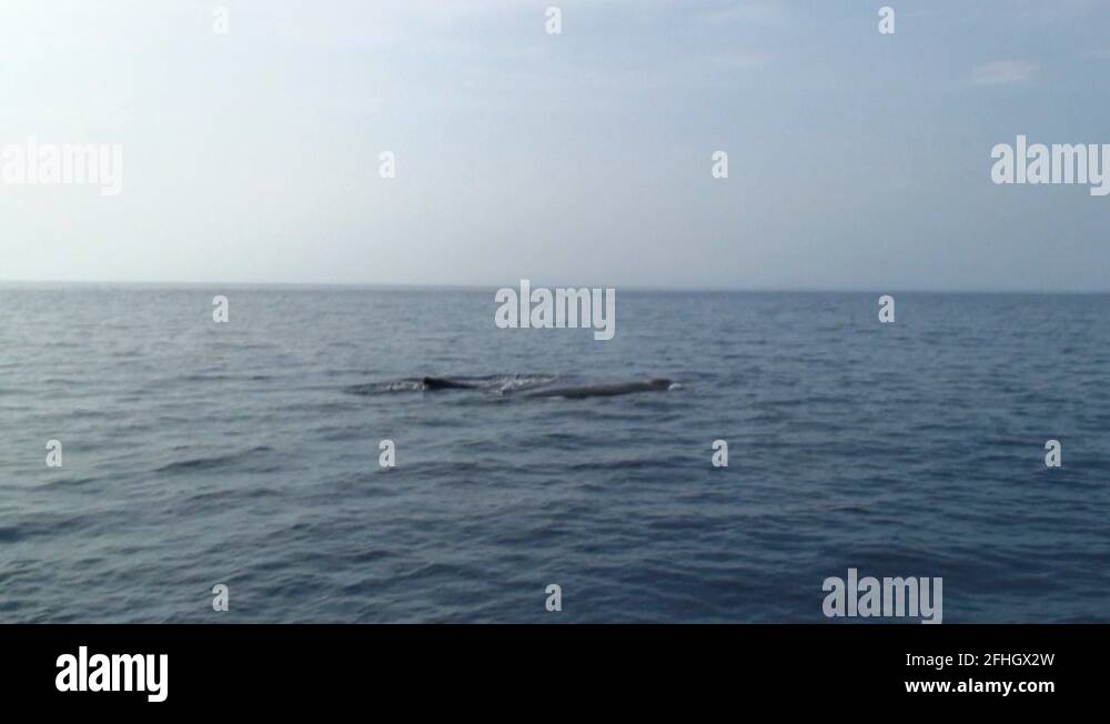 Whale breach boat Stock Videos & Footage - HD and 4K Video Clips - Alamy