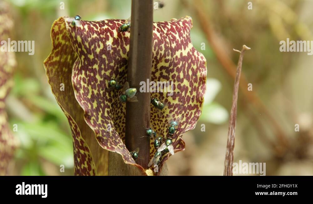 Stink lily Stock Videos & Footage - HD and 4K Video Clips - Alamy