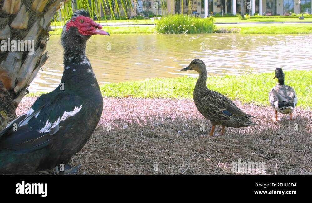 Walking baby duck Stock Videos & Footage - HD and 4K Video Clips - Alamy