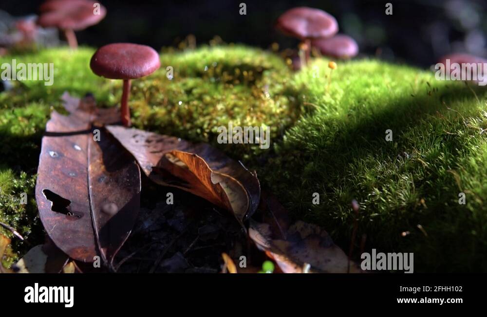 Fairy tale moss poison Stock Videos & Footage - HD and 4K Video Clips ...