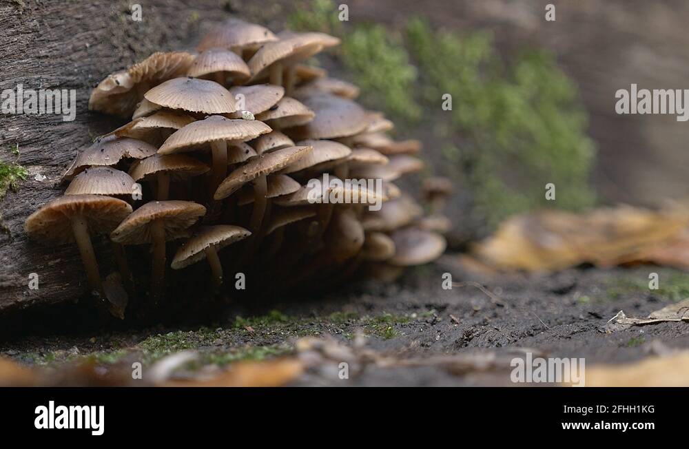 Pretty fungi Stock Videos & Footage - HD and 4K Video Clips - Alamy