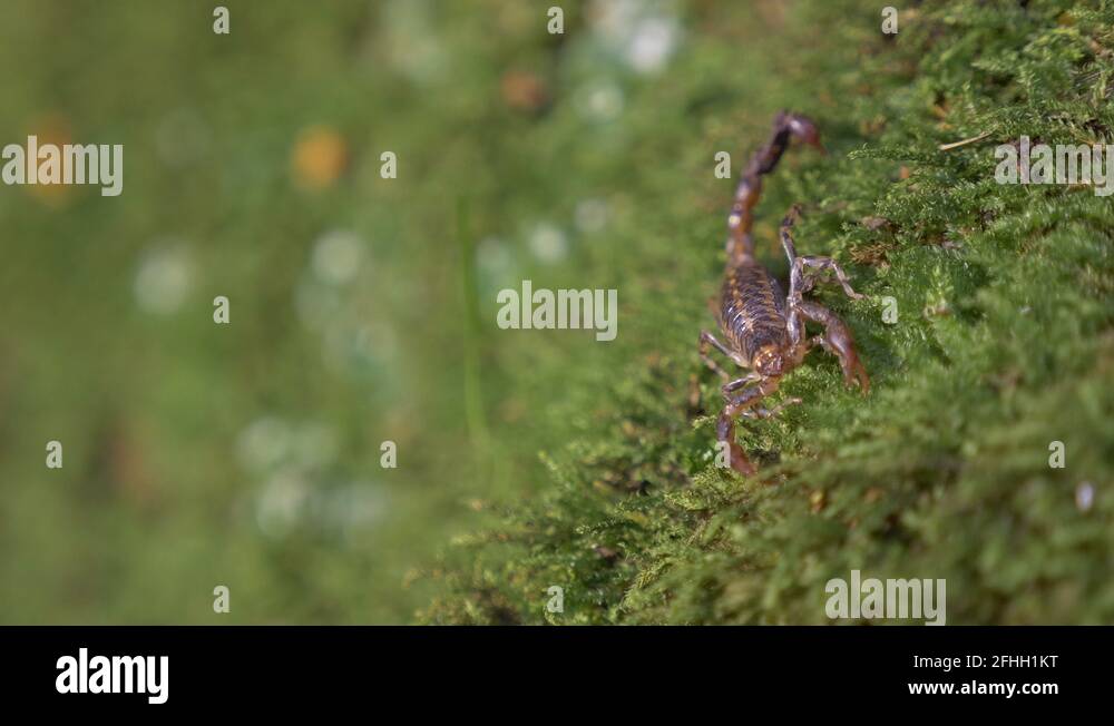 Scorpion on moss carpet facing the camera and showing threatening ...