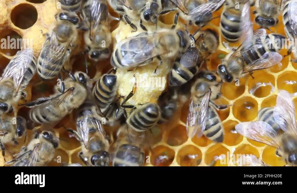 Queen wax Stock Videos & Footage - HD and 4K Video Clips - Alamy