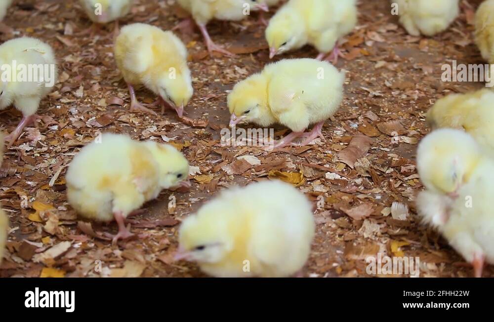 Day old chicks Stock Videos & Footage - HD and 4K Video Clips - Alamy
