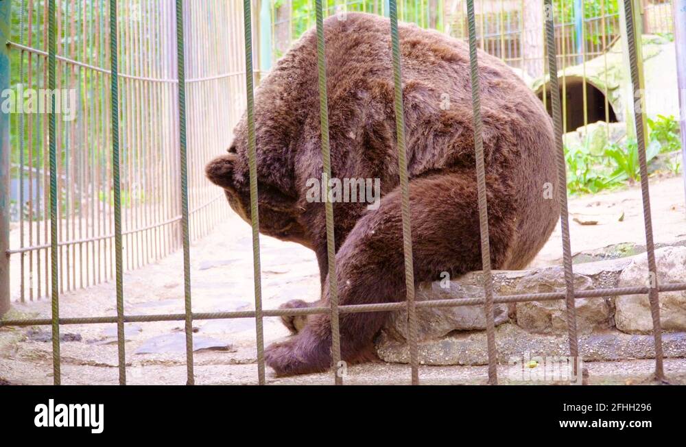 Washing bear Stock Videos & Footage - HD and 4K Video Clips - Alamy