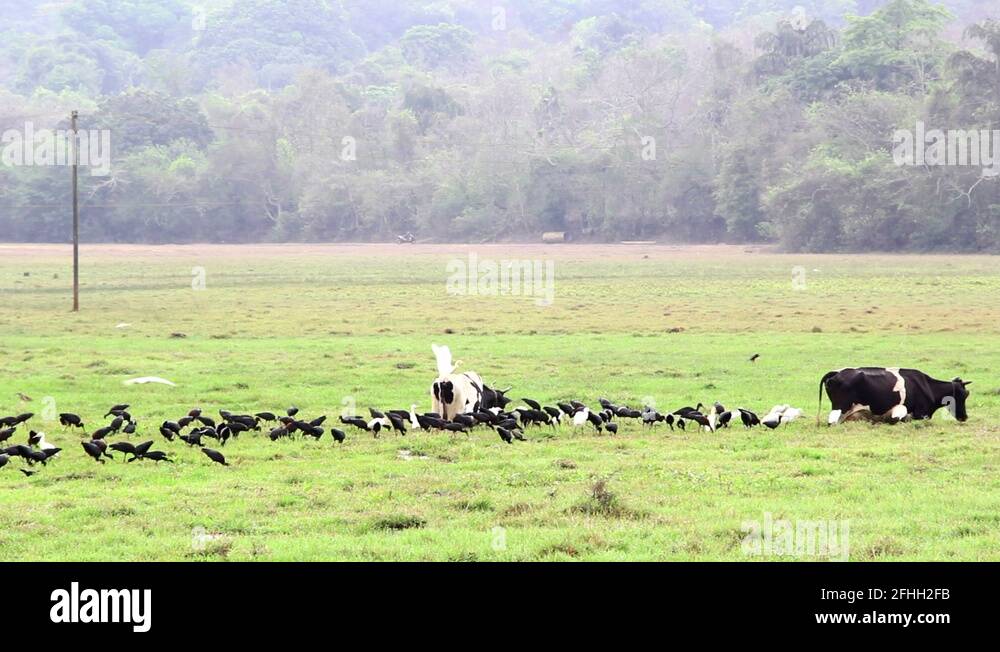 Cattle birds Stock Videos & Footage - HD and 4K Video Clips - Alamy