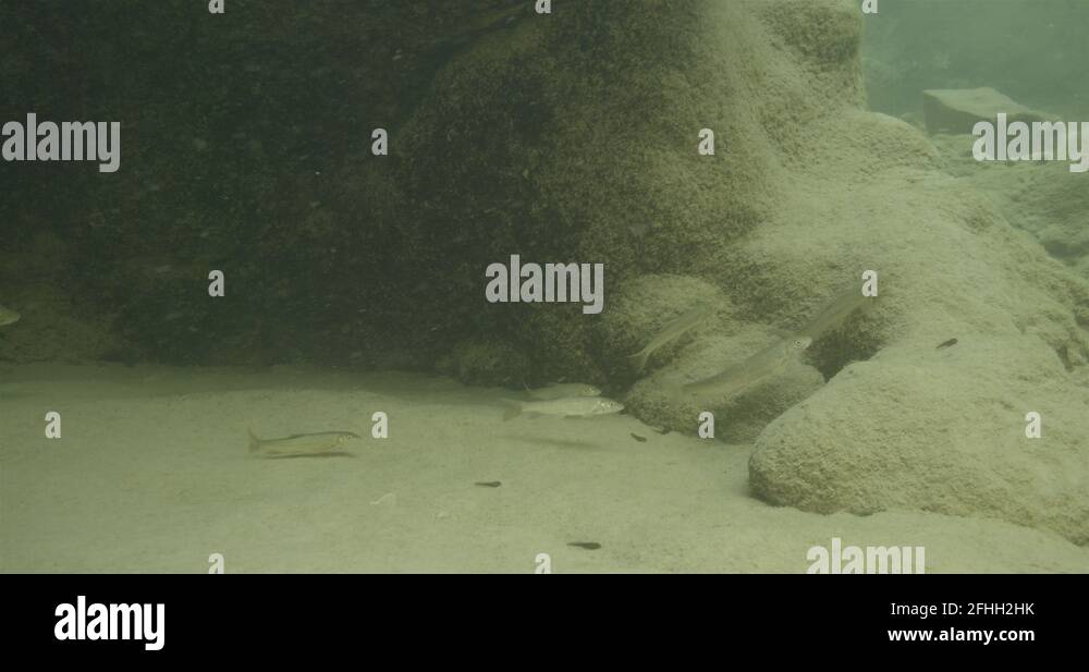 Barbel fish Stock Videos & Footage - HD and 4K Video Clips - Alamy