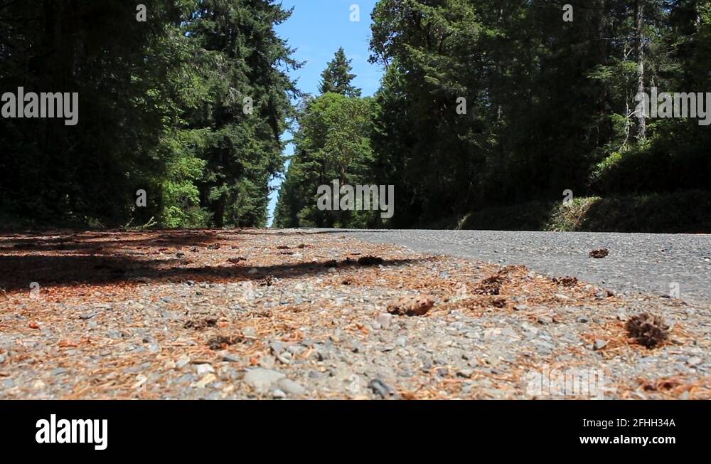 Old cedar trees Stock Videos & Footage - HD and 4K Video Clips - Alamy