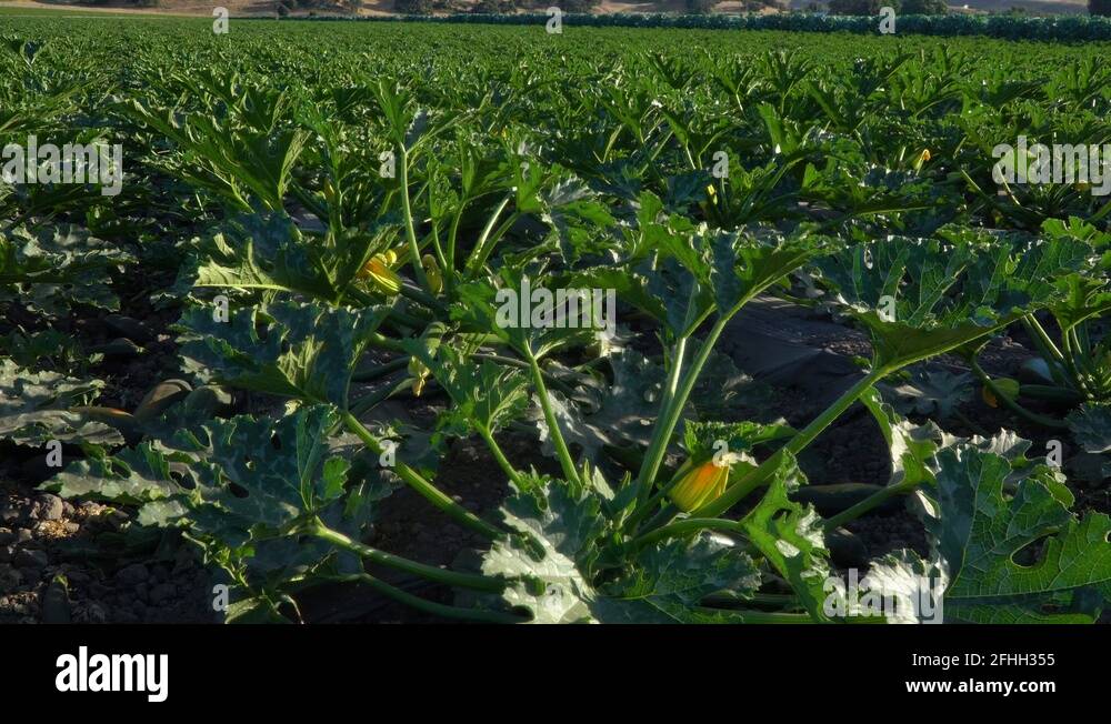 Squashes squash Stock Videos & Footage - HD and 4K Video Clips - Alamy