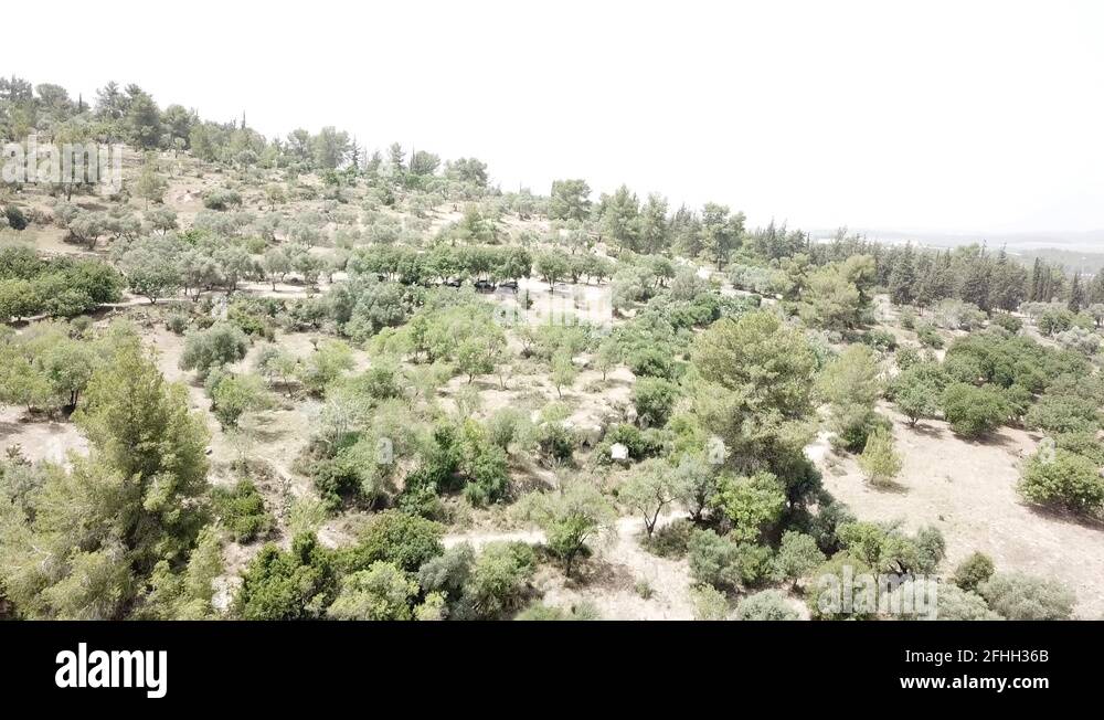 Jerusalem forest jerusalem Stock Videos & Footage - HD and 4K Video ...