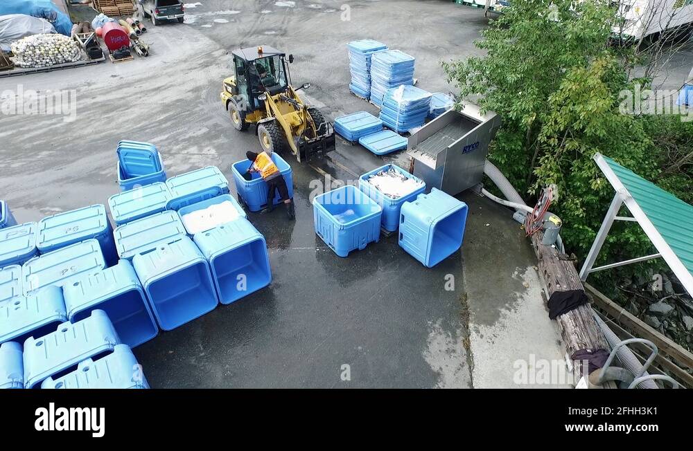 Dock workers unloading salmon from a Tender Vessel alongside a pier ...