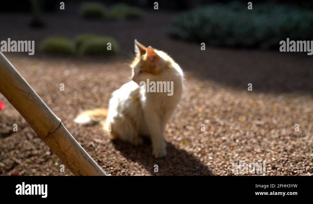 Scruffy garden Stock Videos & Footage - HD and 4K Video Clips - Alamy