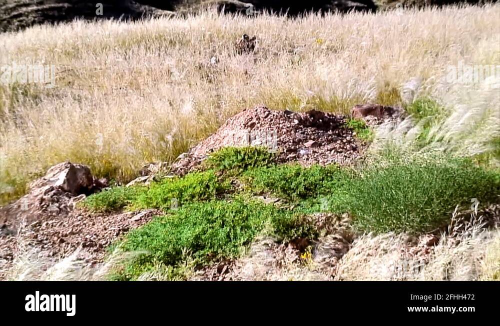 Pan rolling Stock Videos & Footage - HD and 4K Video Clips - Alamy