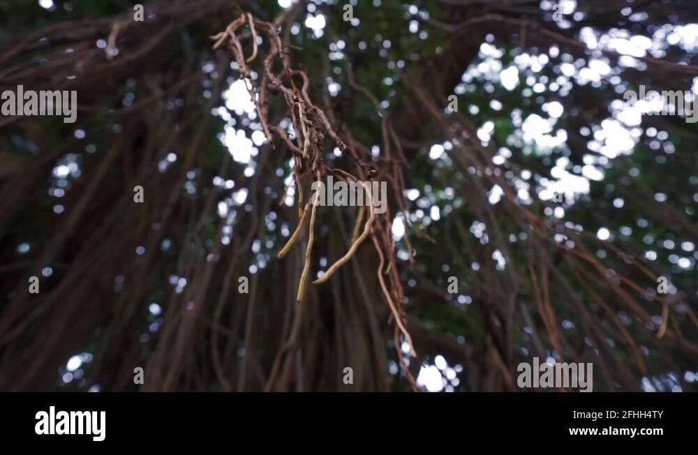 Banyan tree roots hanging Stock Videos & Footage - HD and 4K Video ...