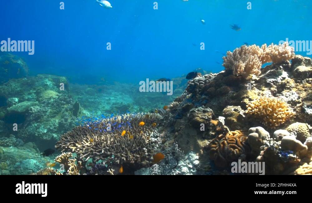 Shallow water reef Stock Videos & Footage - HD and 4K Video Clips - Alamy