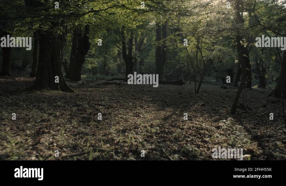 British forest trees Stock Videos & Footage - HD and 4K Video Clips - Alamy