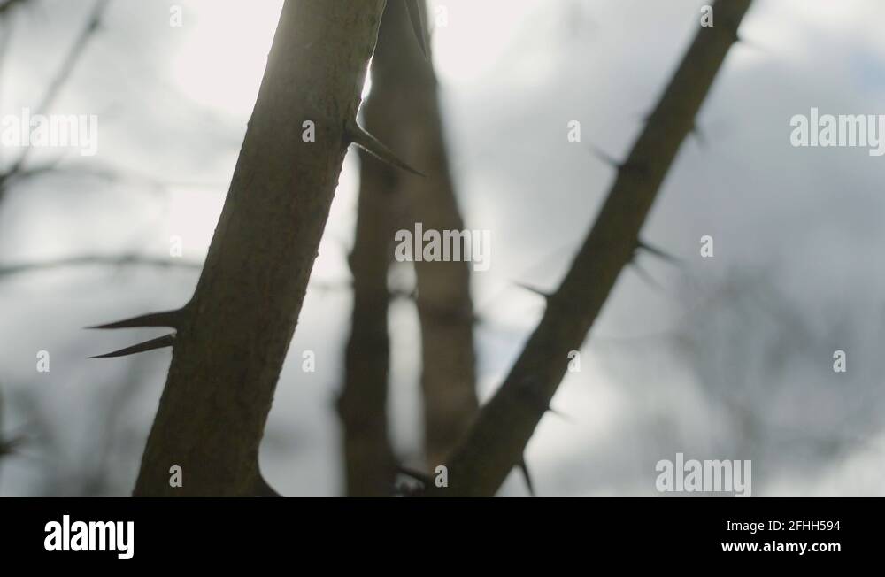 Sharp spike on branch Stock Videos & Footage - HD and 4K Video Clips ...