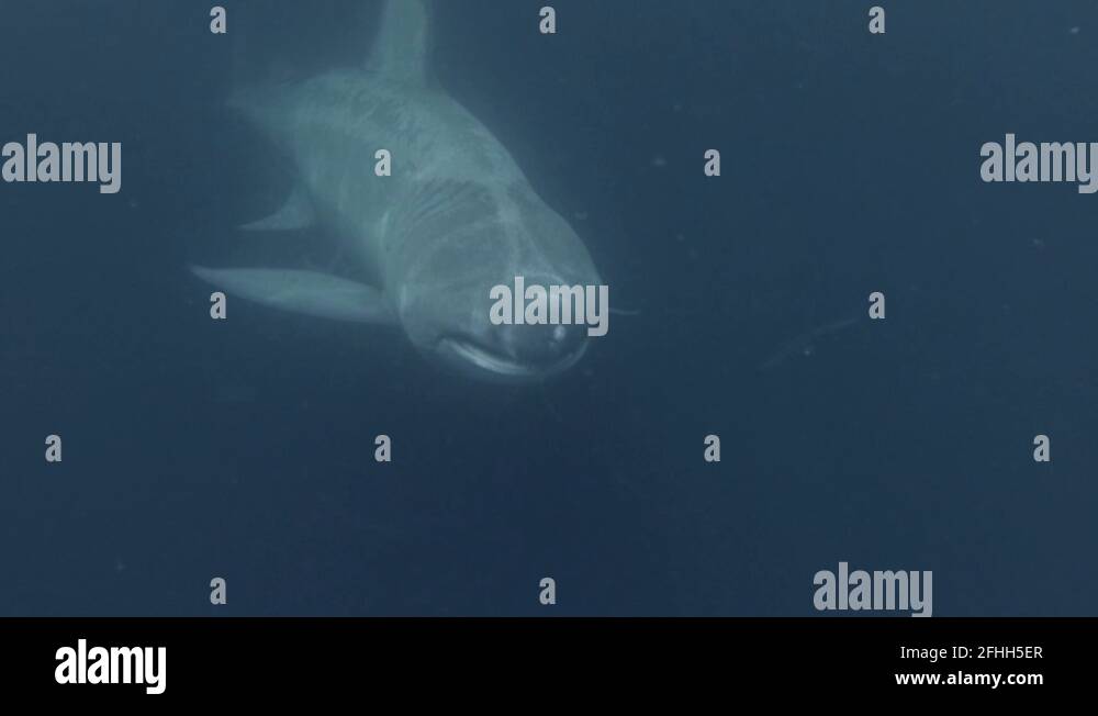 A rare Basking Shark swimming through blue waters Stock Video Footage ...