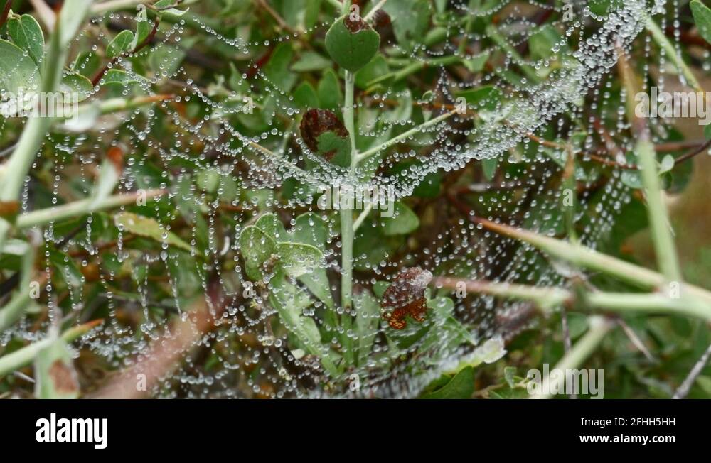 Africa spider arachnid Stock Videos & Footage - HD and 4K Video Clips ...