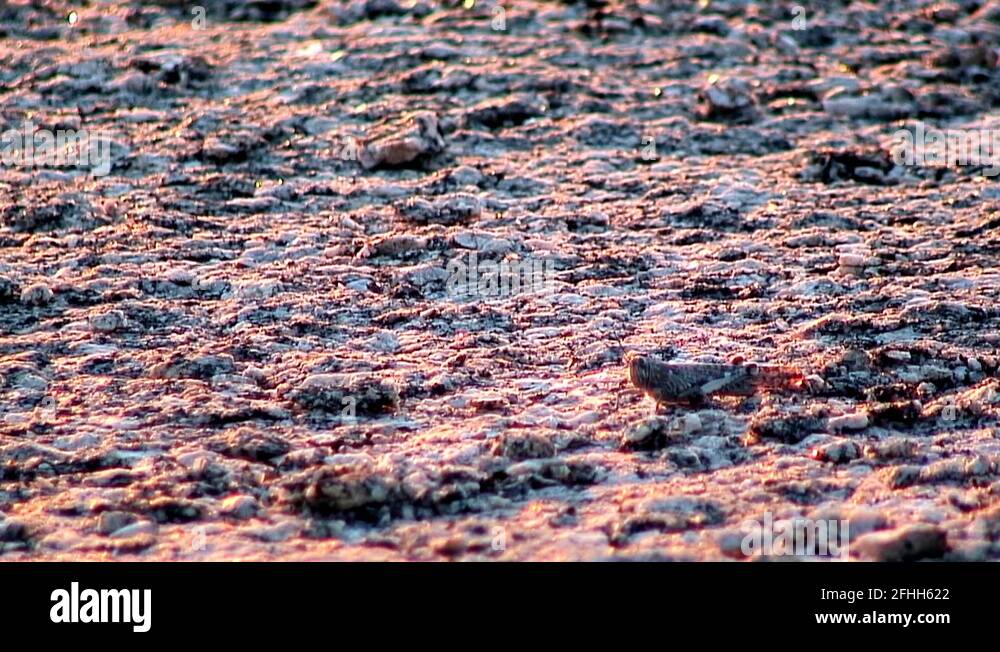 Grasshopper camouflage Stock Videos & Footage - HD and 4K Video Clips ...