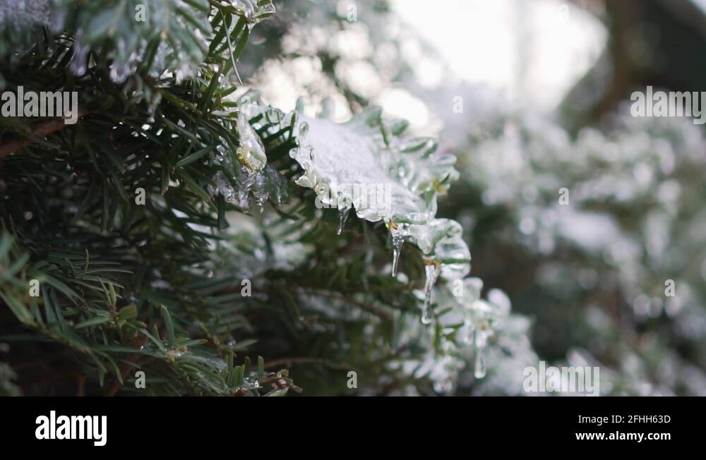 Branches covered in ice and snow tree Stock Videos & Footage - HD and ...