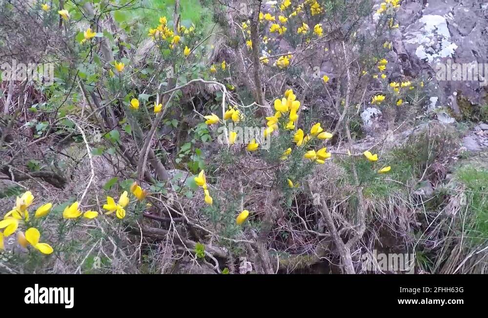 Yellow uk wildflower Stock Videos & Footage - HD and 4K Video Clips - Alamy