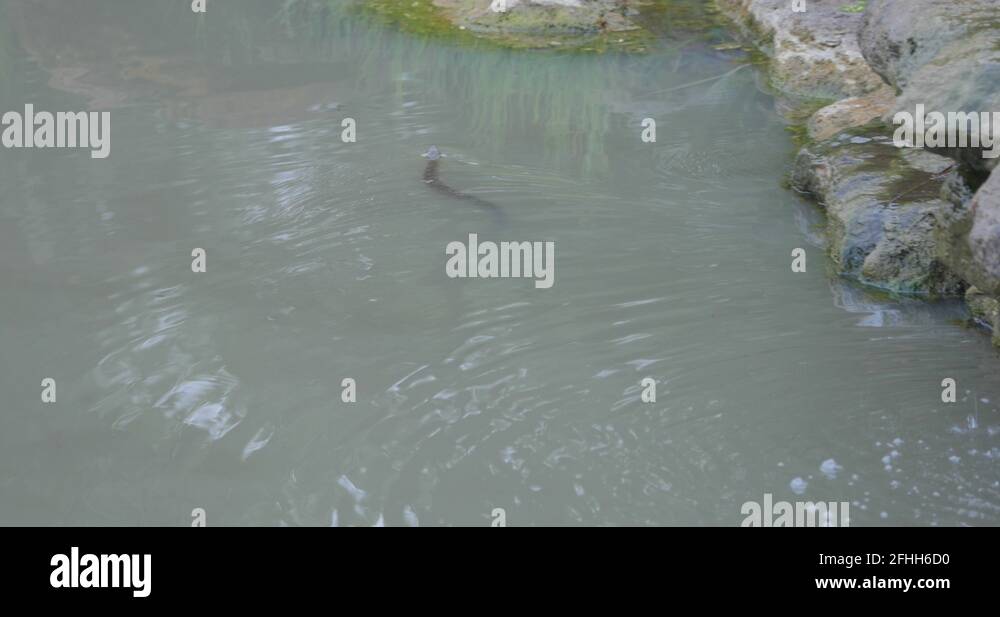 Diving snake Stock Videos & Footage - HD and 4K Video Clips - Alamy