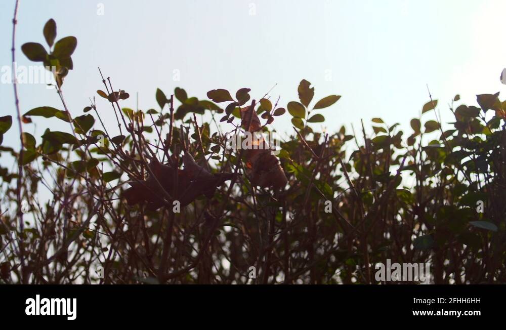 Straight line on leaf Stock Videos & Footage - HD and 4K Video Clips ...