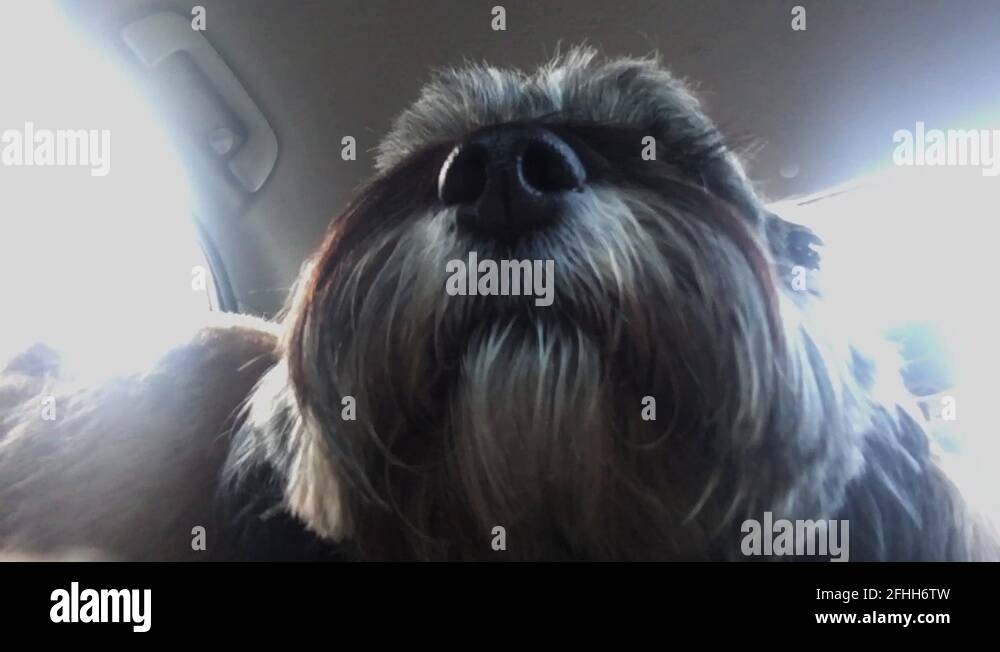 Close up cockapoo Stock Videos & Footage - HD and 4K Video Clips - Alamy